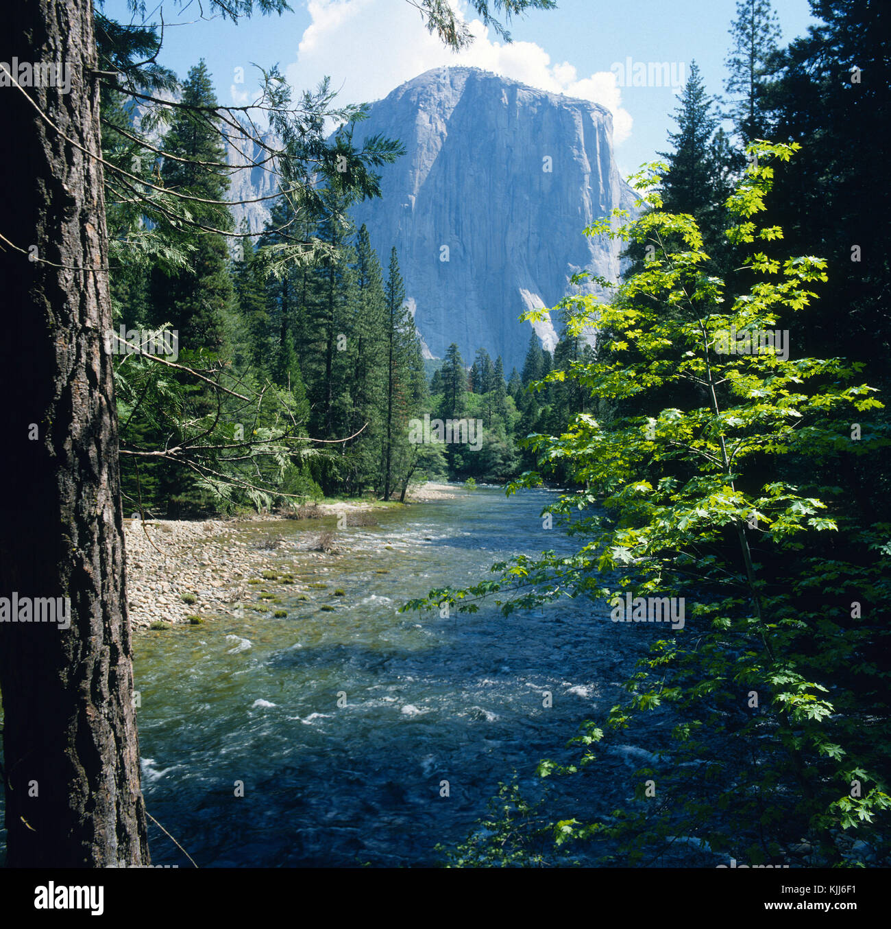 El Capitan mountain face and the woodland in Yosemite National Park ...