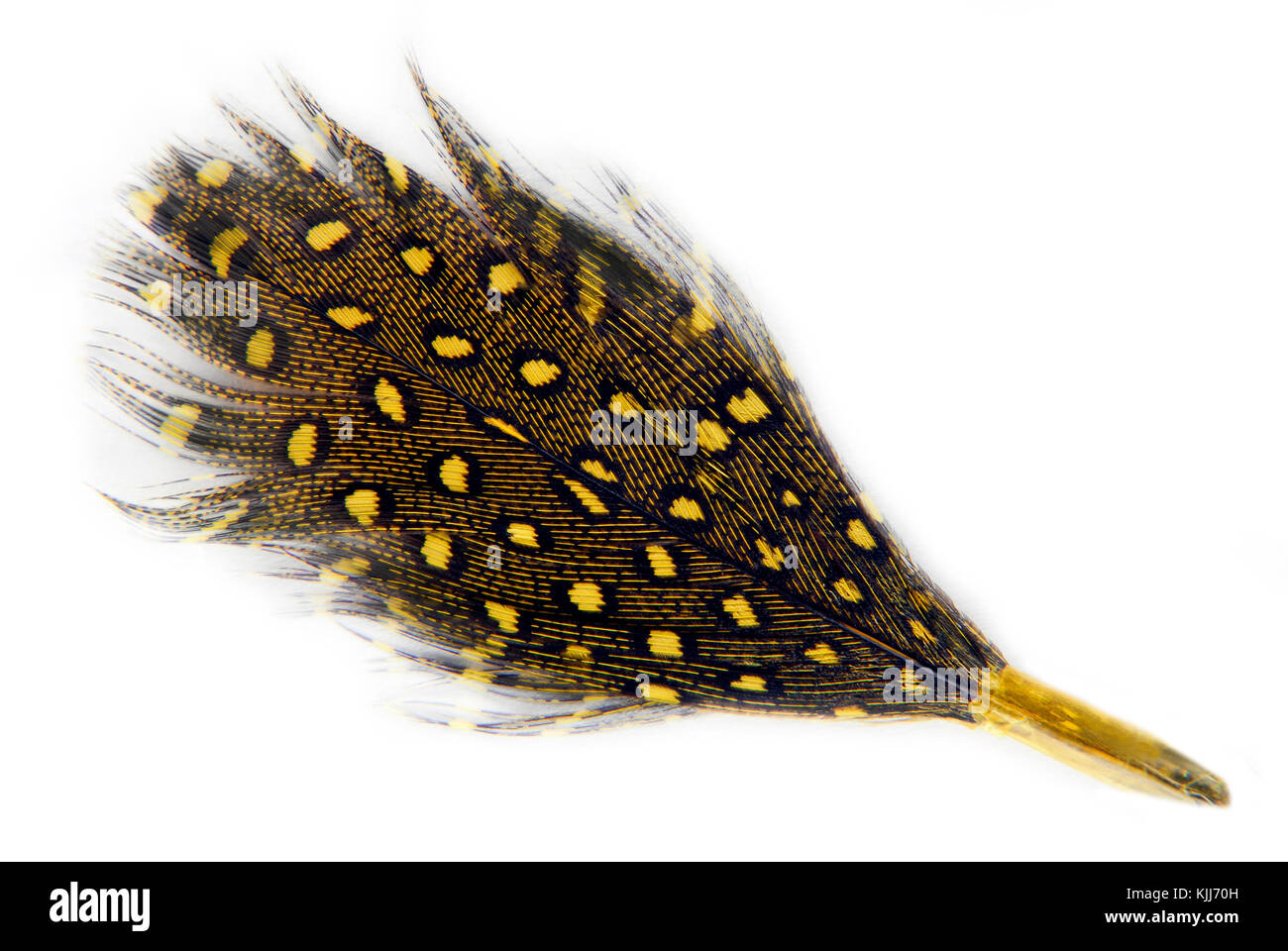feather covert plumage isolated on white Stock Photo - Alamy