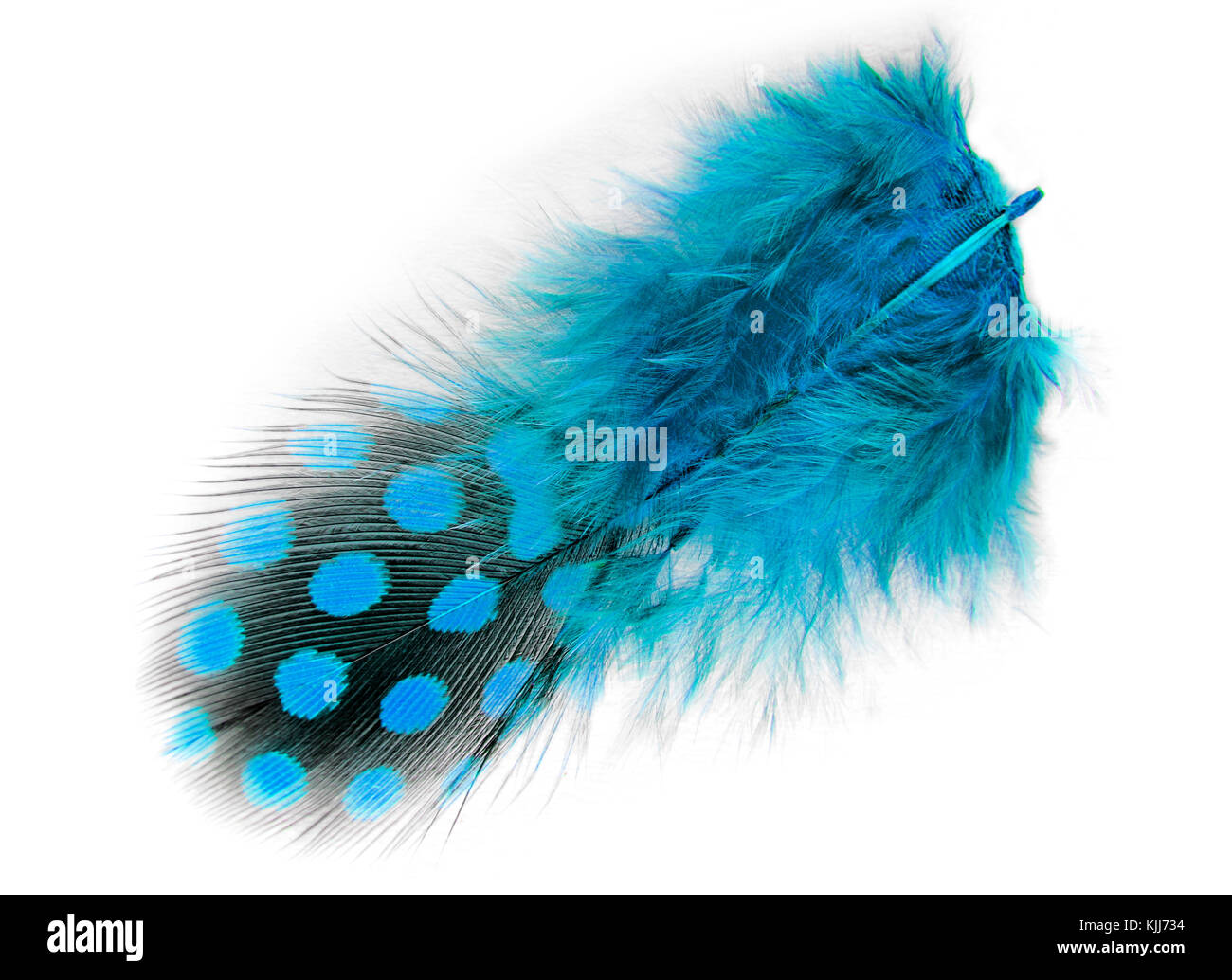 Spotted feather hi-res stock photography and images - Alamy