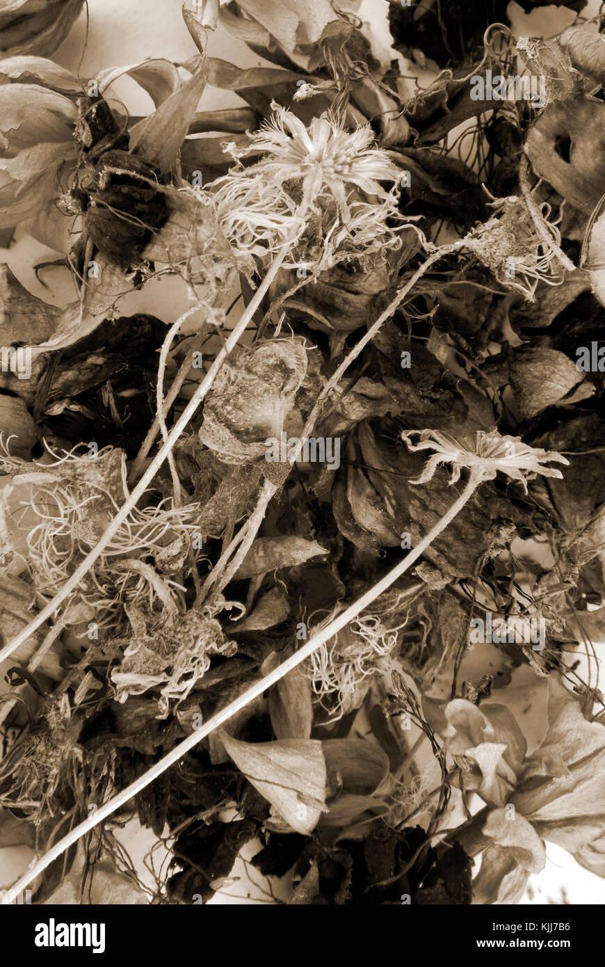 Sepia background hi-res stock photography and images - Alamy