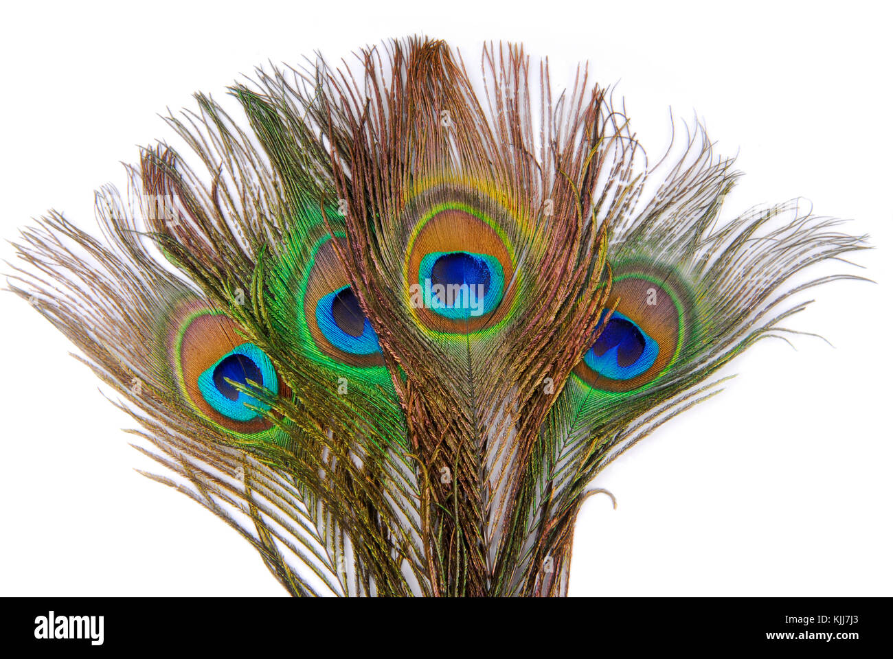 Plume isolated hi-res stock photography and images - Alamy