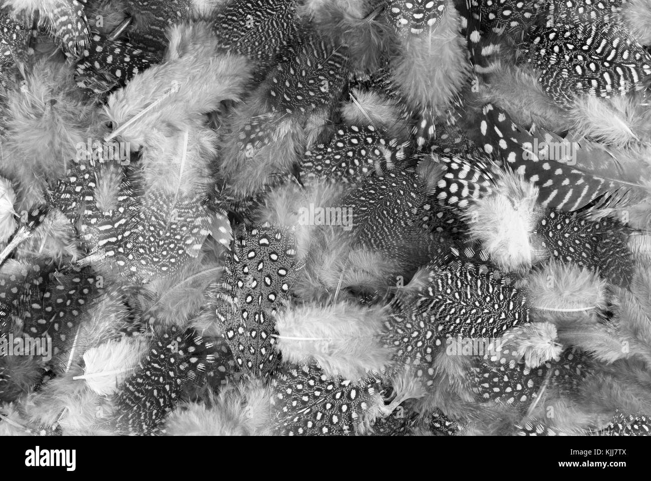 Feather texture colorful Black and White Stock Photos & Images - Alamy