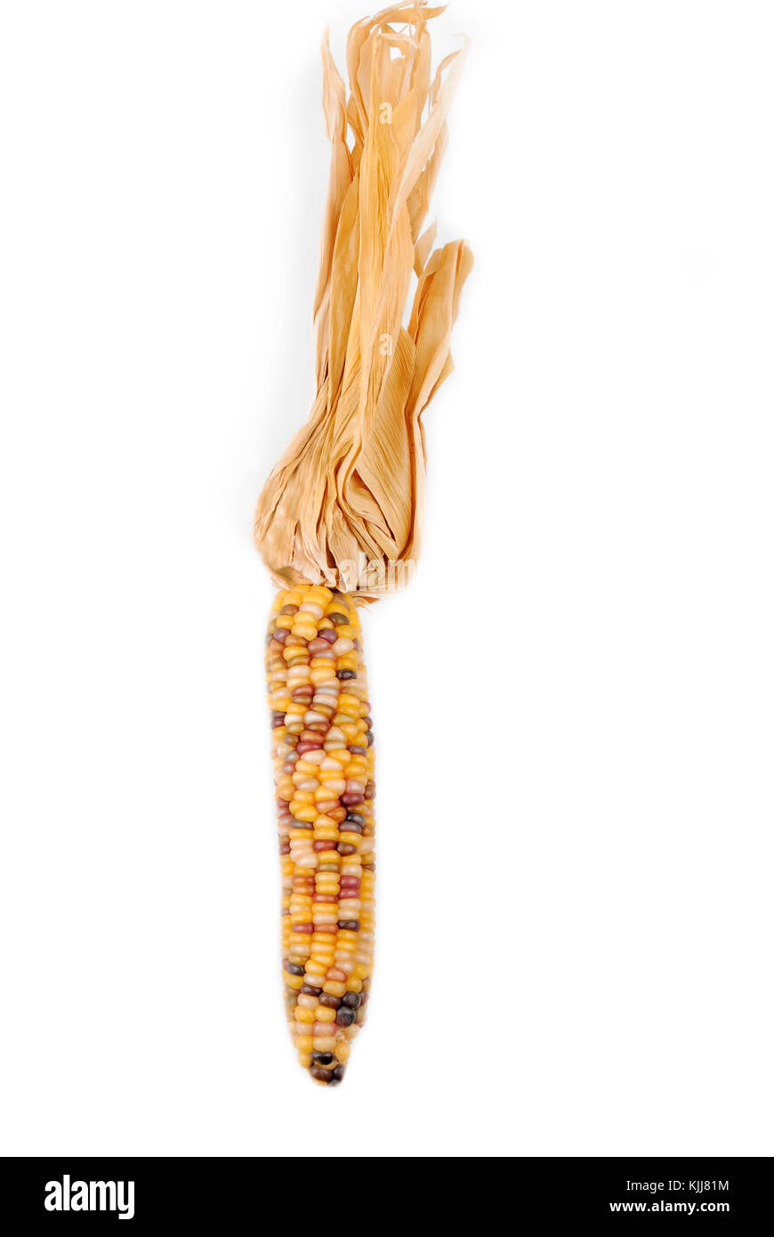 Indian corn on the cob hi-res stock photography and images - Alamy