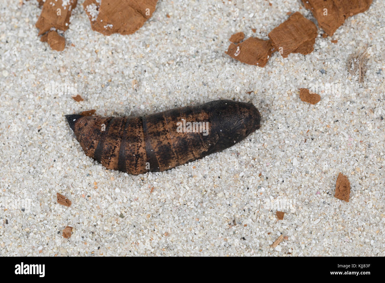 Mittlerer Weinschwärmer, Puppe, Deilephila elpenor, Elephant Hawk-moth ...