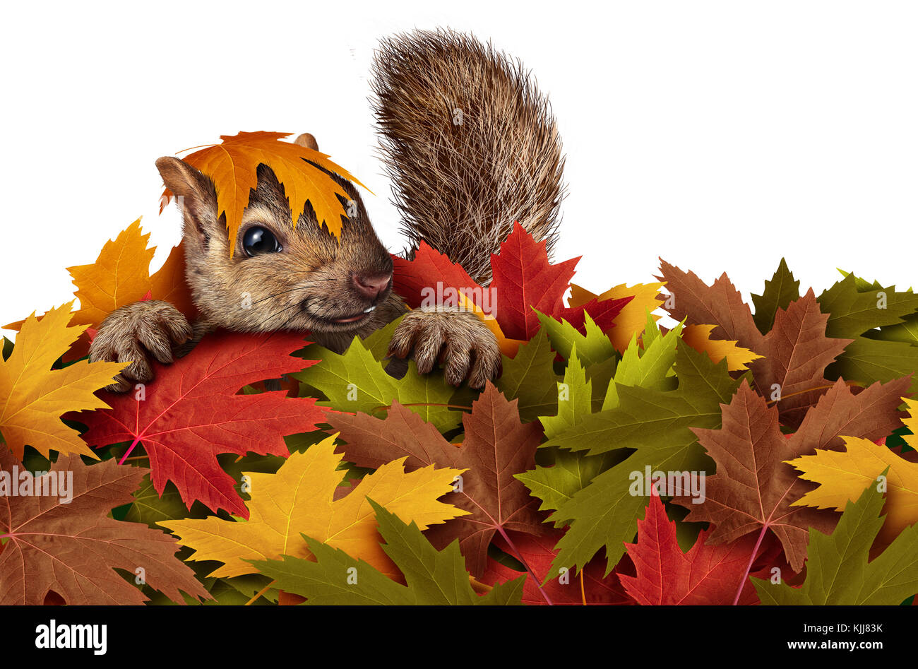 Cute squirrel playing in a pile of autumn leaves as a playful rodent ...