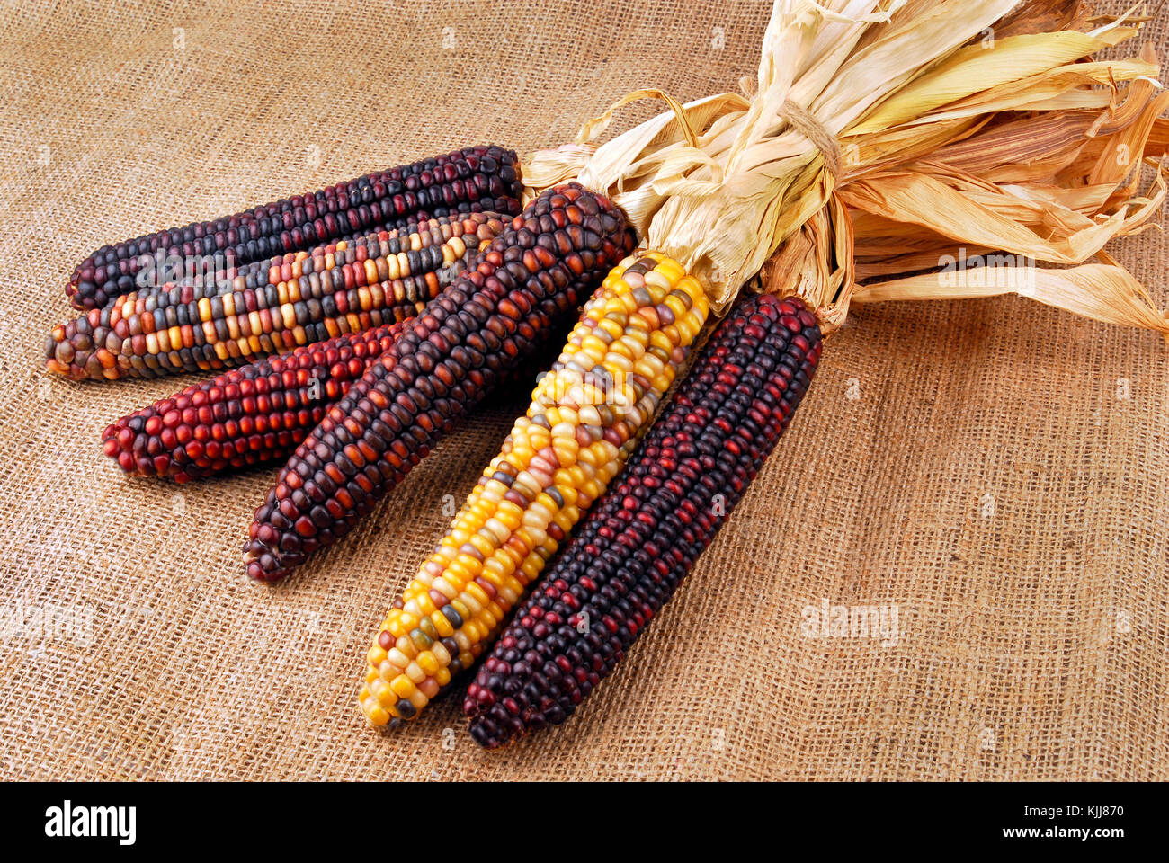 Indian corn cob hi-res stock photography and images - Alamy