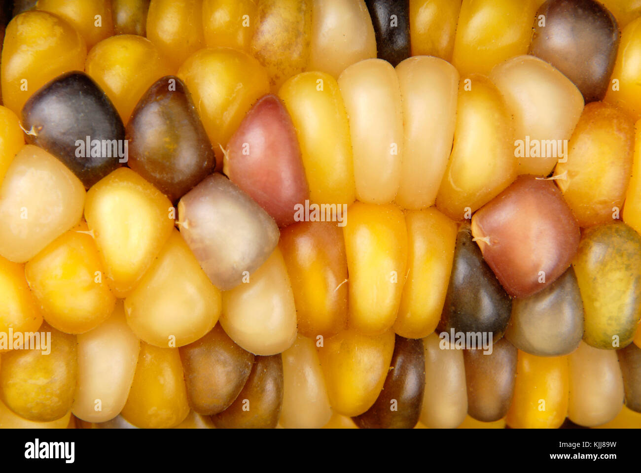 Cob corn Indian macro Stock Photo - Alamy