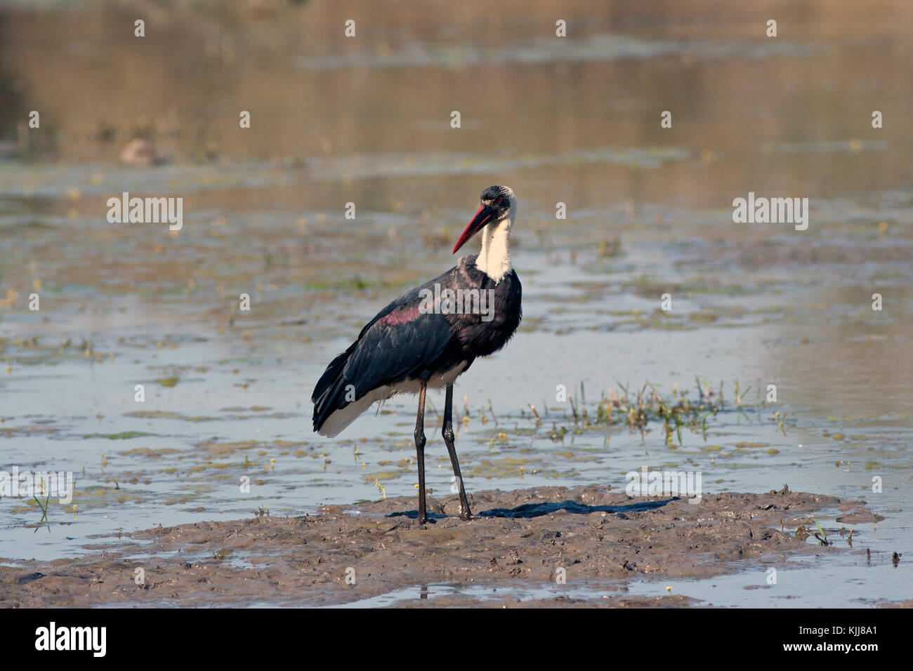 African woolly necked storks hi-res stock photography and images - Alamy