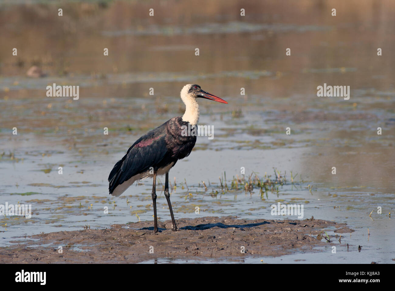 African woolly necked storks hi-res stock photography and images - Alamy