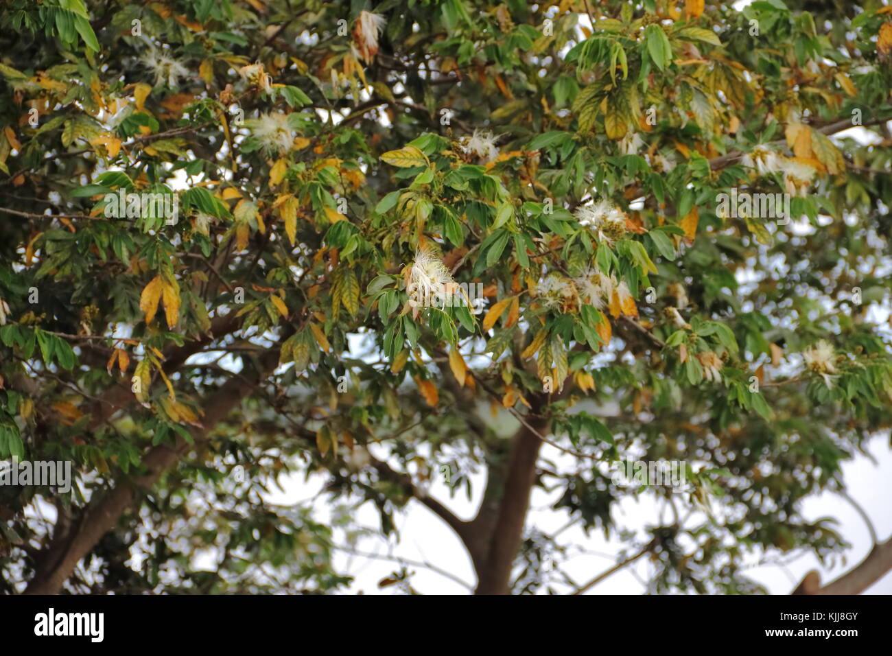 Acacia species flowered in spring in South America Stock Photo - Alamy