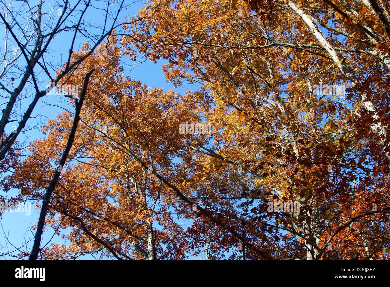 The colors of November and the autumn season in the parks Stock Photo ...