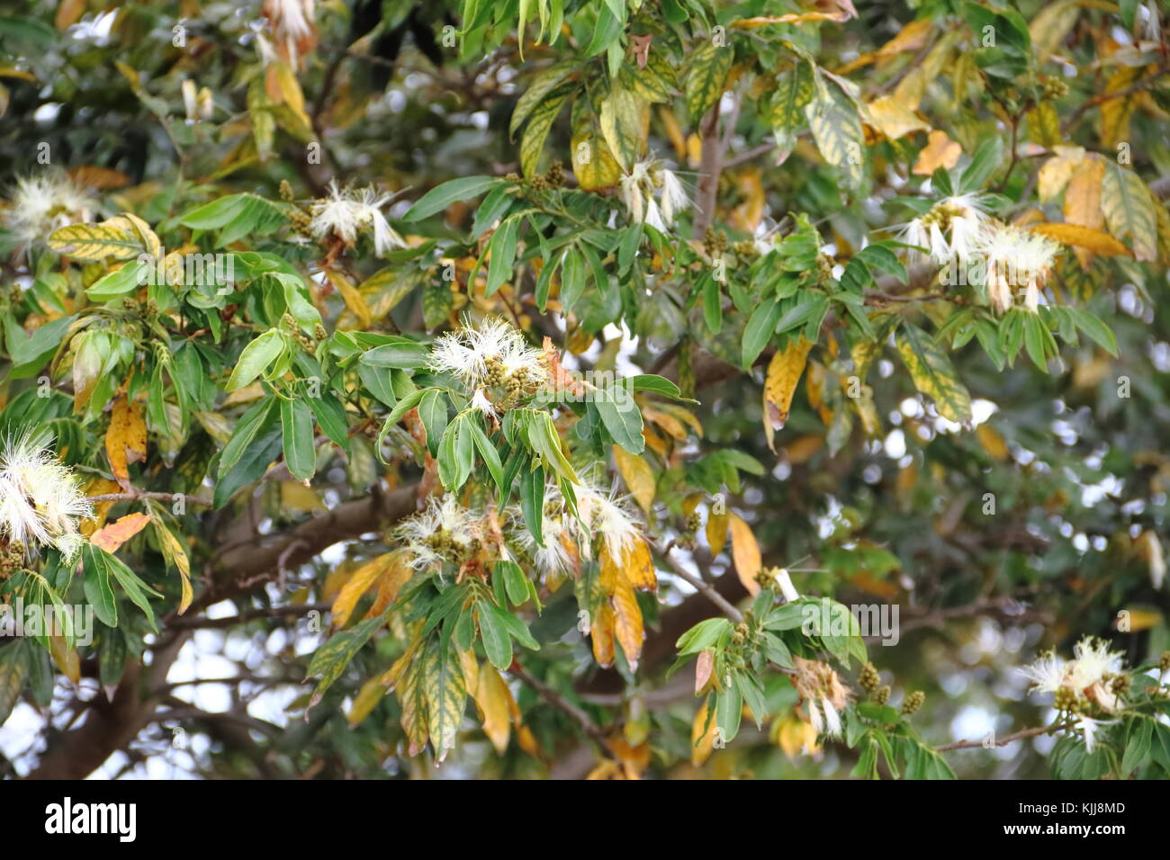 Acacia species flowered in spring in South America Stock Photo - Alamy