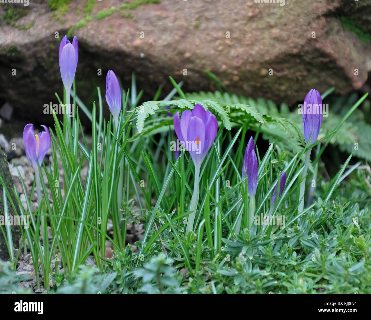 Crocus vernus flowering Purple-flowered Stock Photo - Alamy
