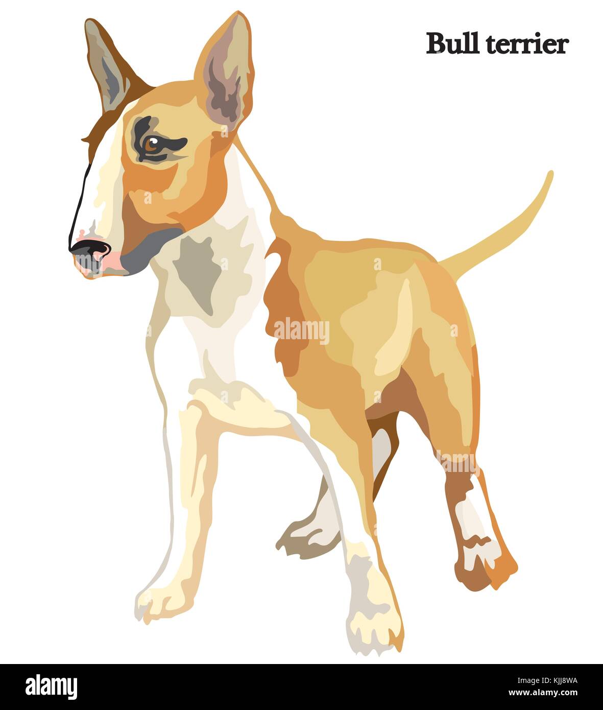 Portrait of standing Bull terrier, vector colorful illustration ...
