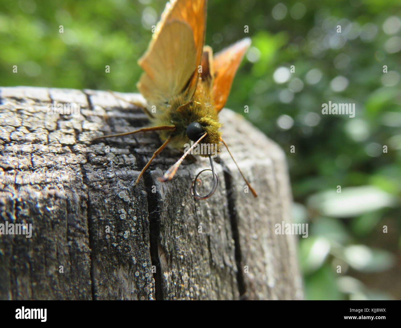 Insetti e insetti hi-res stock photography and images - Alamy