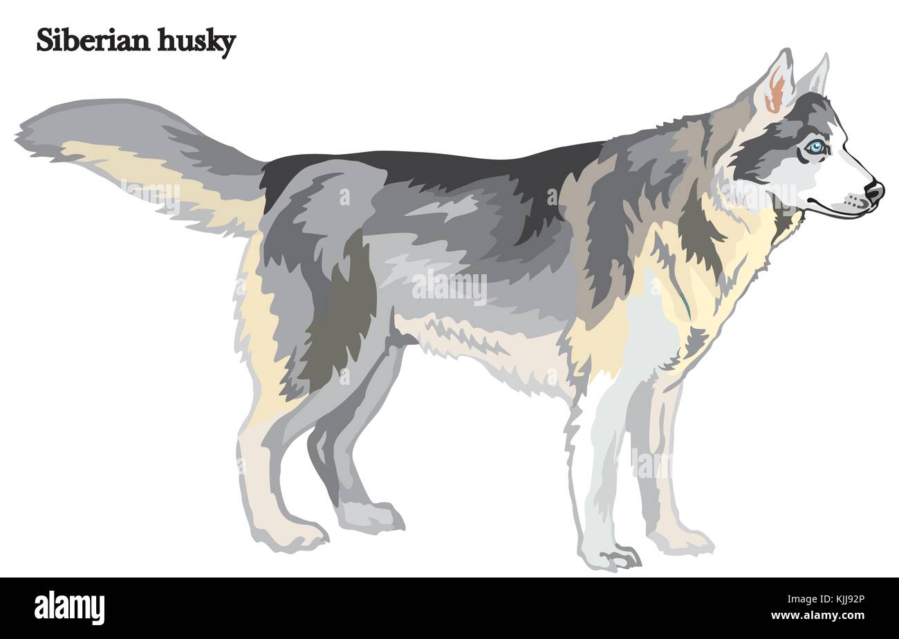Husky silhouette hi-res stock photography and images - Alamy