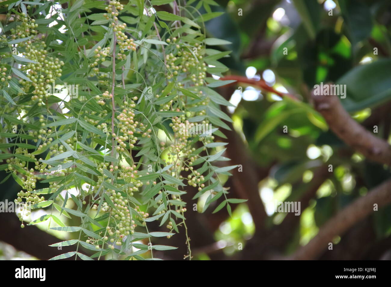 Schinus molle known in South America as a pepper tree, aguaribay, molle ...