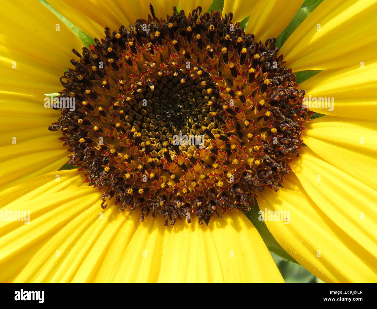 Lavoro loro hi-res stock photography and images - Alamy