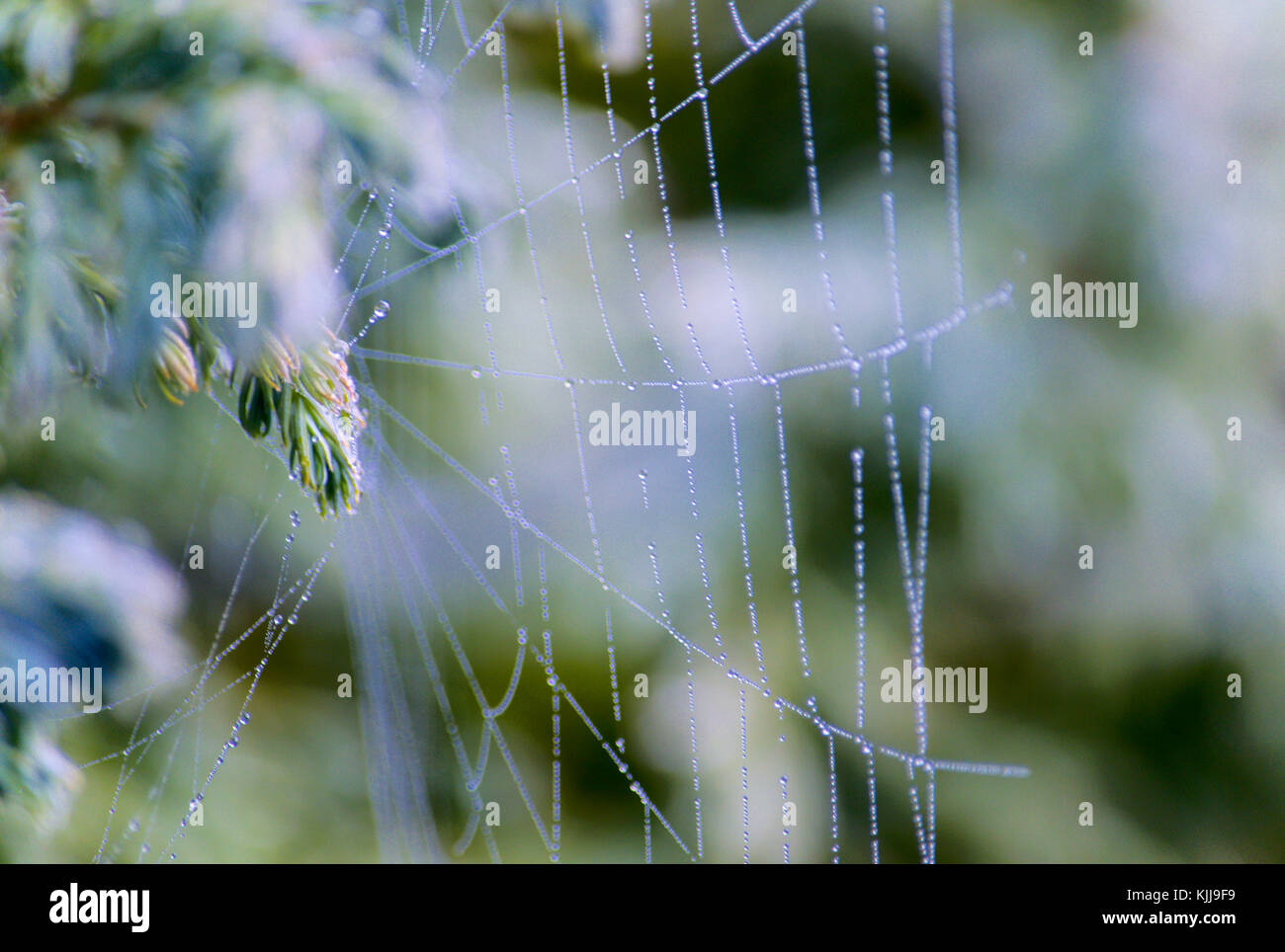 Spider's web on juniper leaves Stock Photo - Alamy