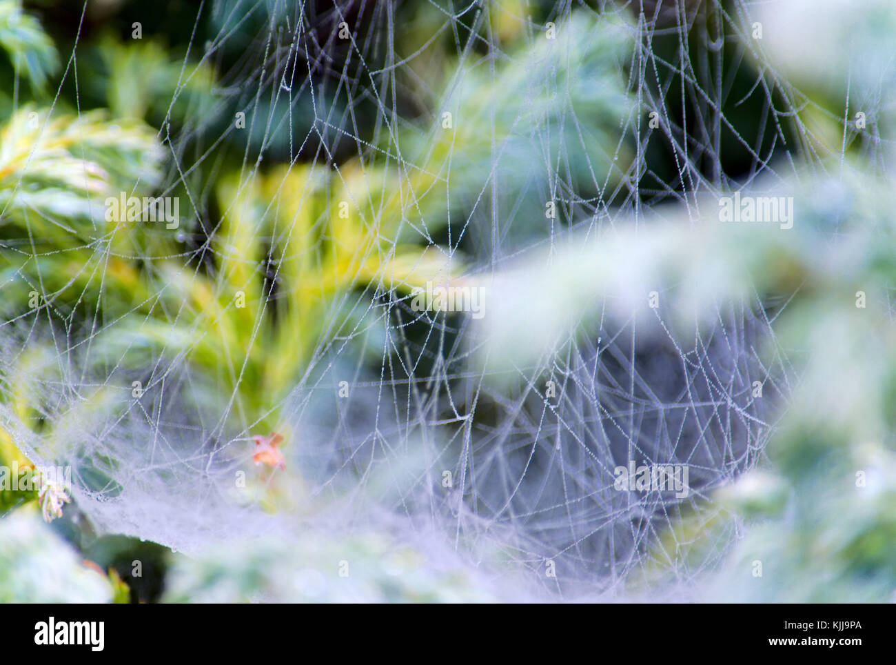 Spider's web on juniper leaves Stock Photo - Alamy