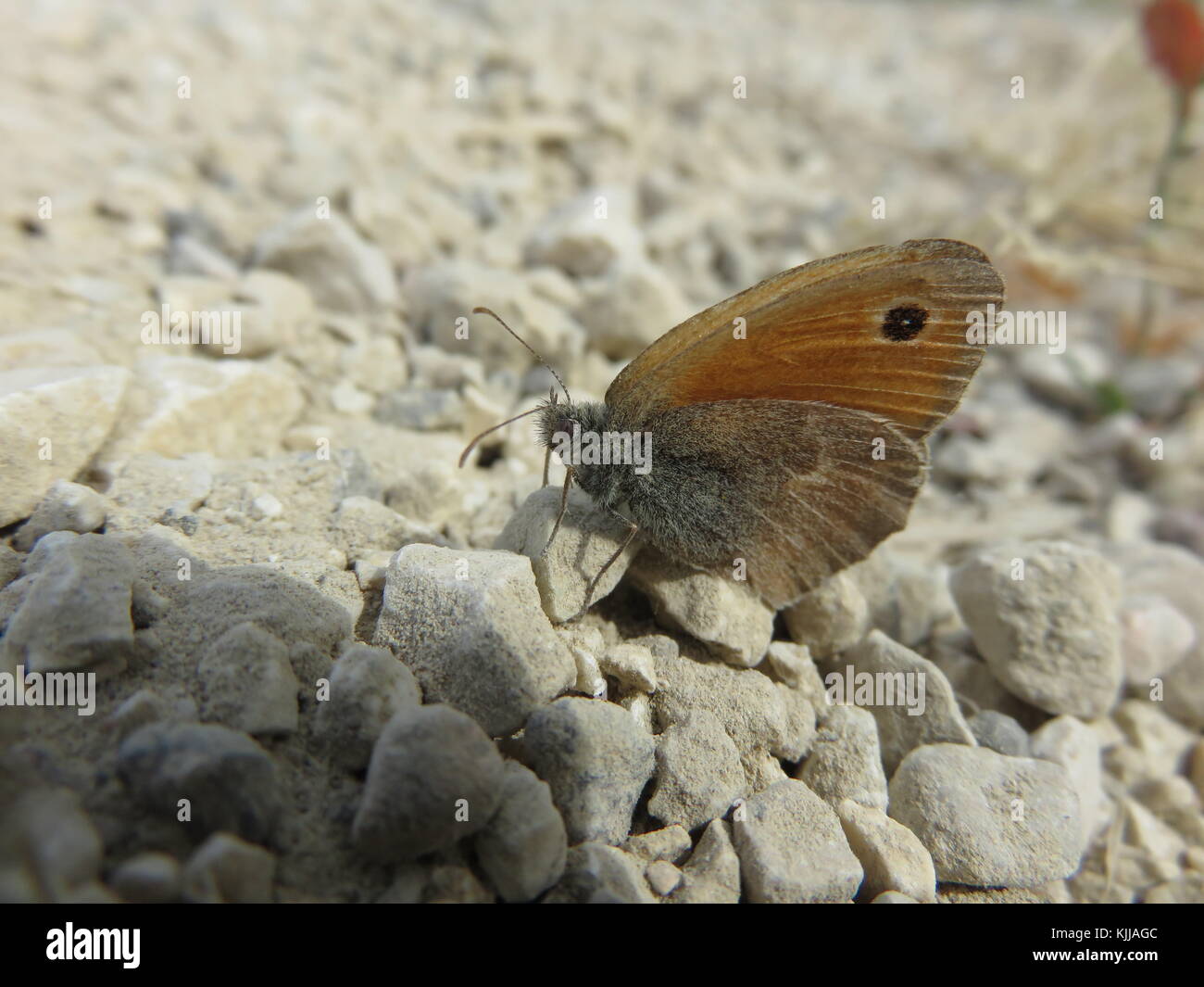 Predatori di insetti hi-res stock photography and images - Alamy