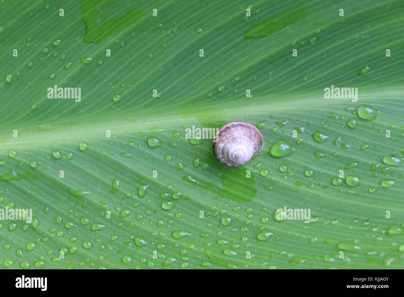 Mini Slug on a leaf with drops raindrops Stock Photo - Alamy