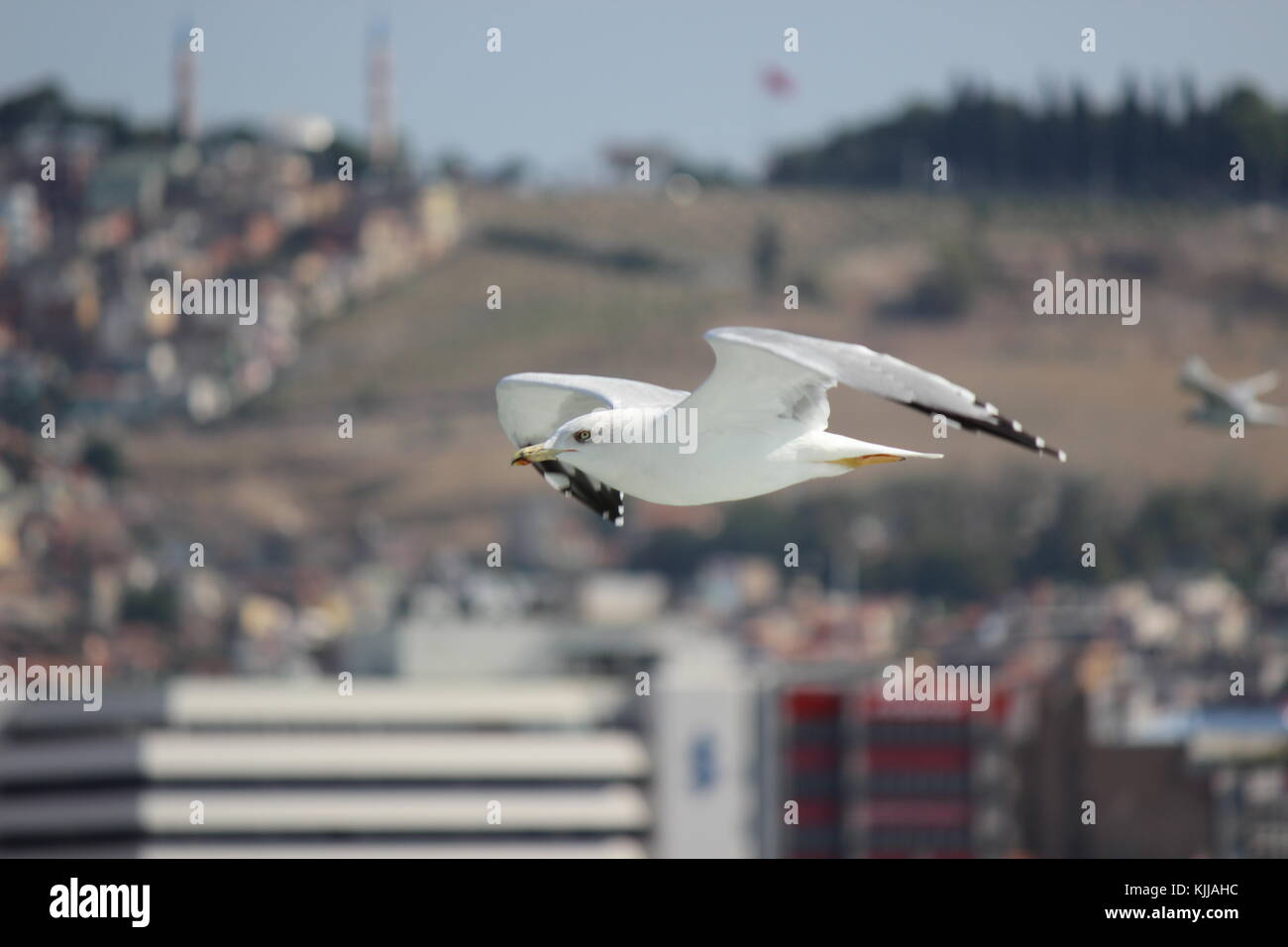 flying seagull from ship Stock Photo - Alamy