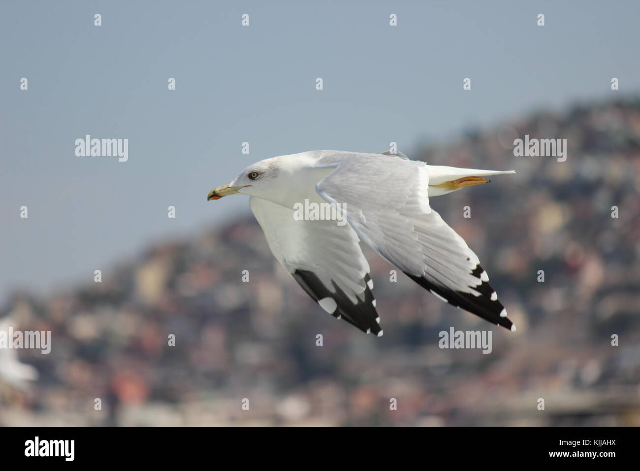 flying seagull from ship Stock Photo - Alamy