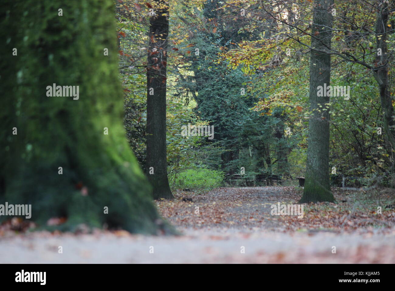 Branch tree in forest Stock Photo - Alamy