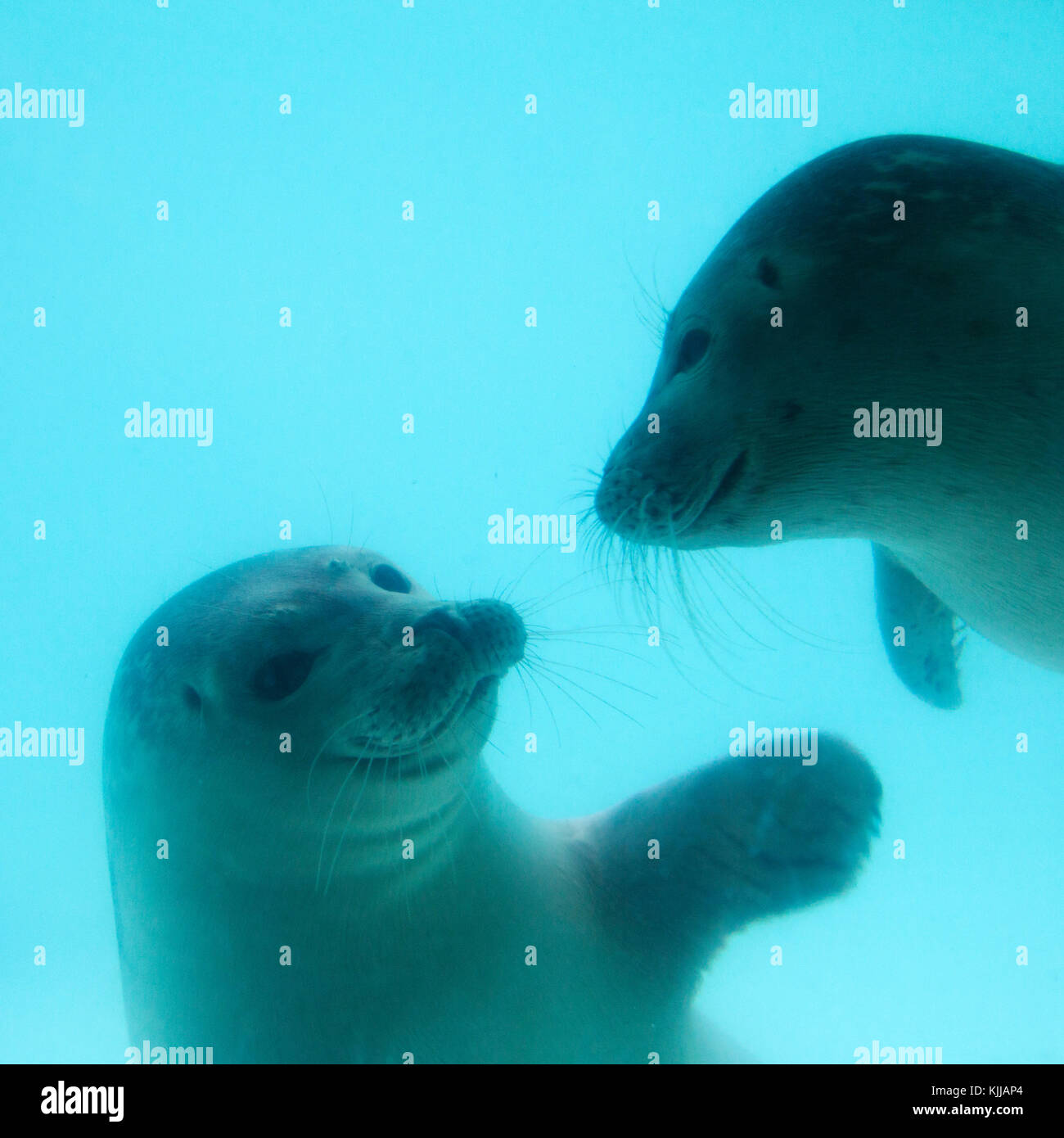 The Seal Rehabilitation and Research Centre (Zeehondencentrum ...