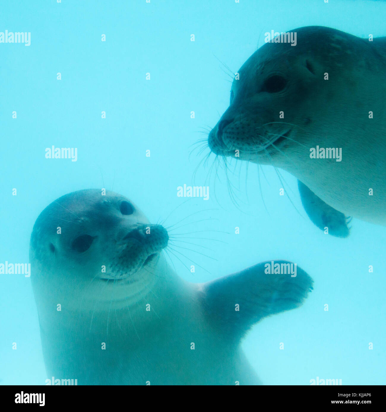 The Seal Rehabilitation and Research Centre (Zeehondencentrum ...