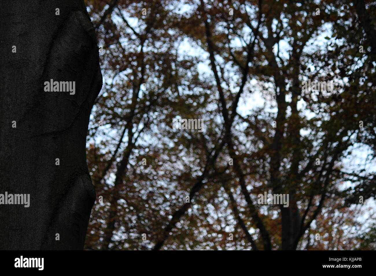 Branch tree in forest Stock Photo - Alamy