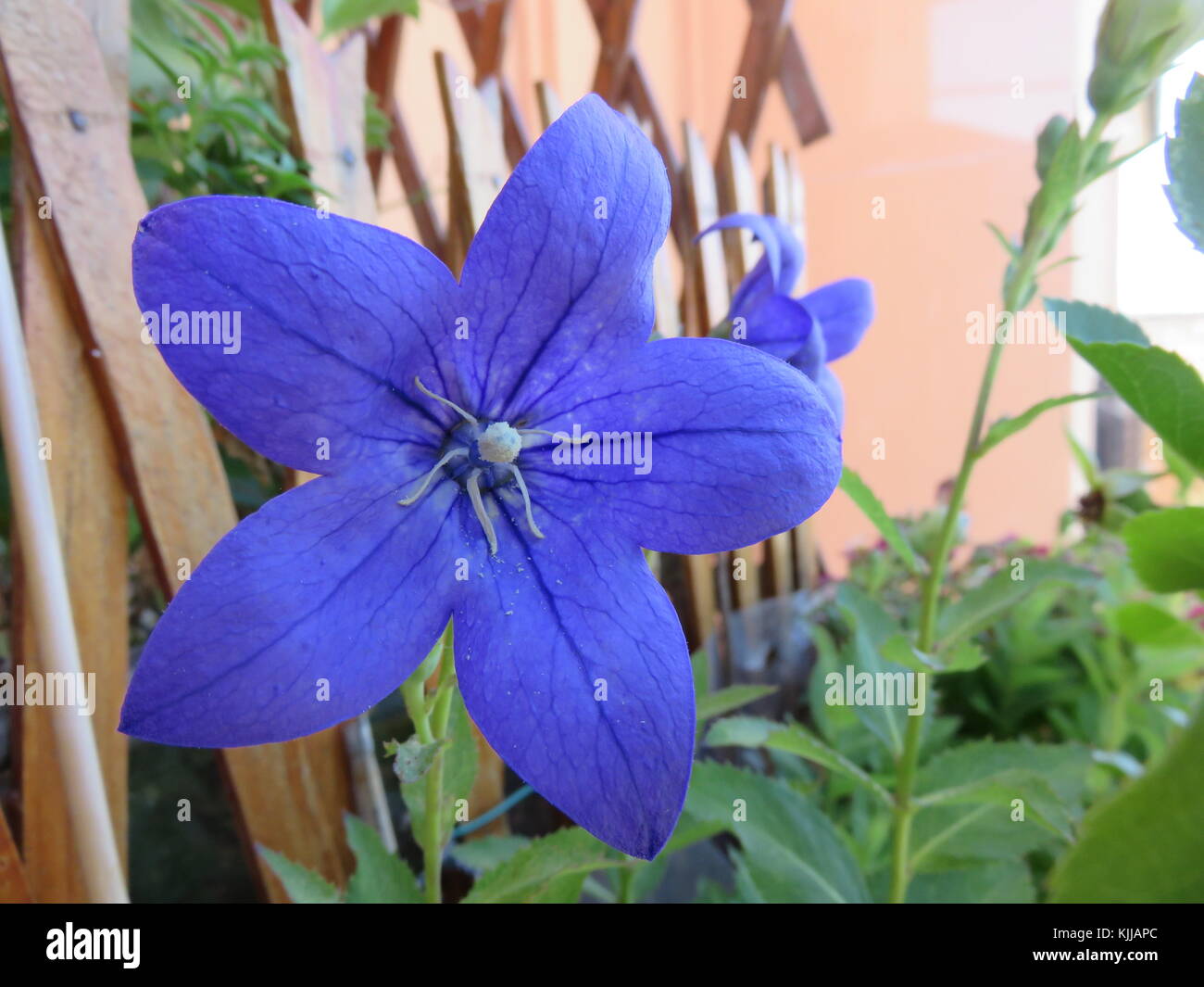 Insetti e insetti hi-res stock photography and images - Alamy