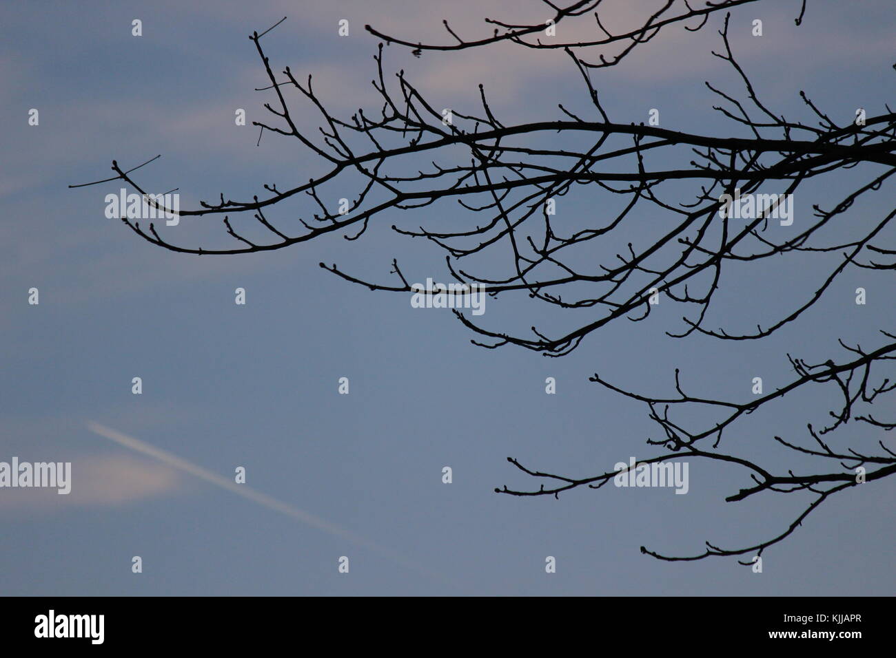 Branch tree in forest Stock Photo - Alamy