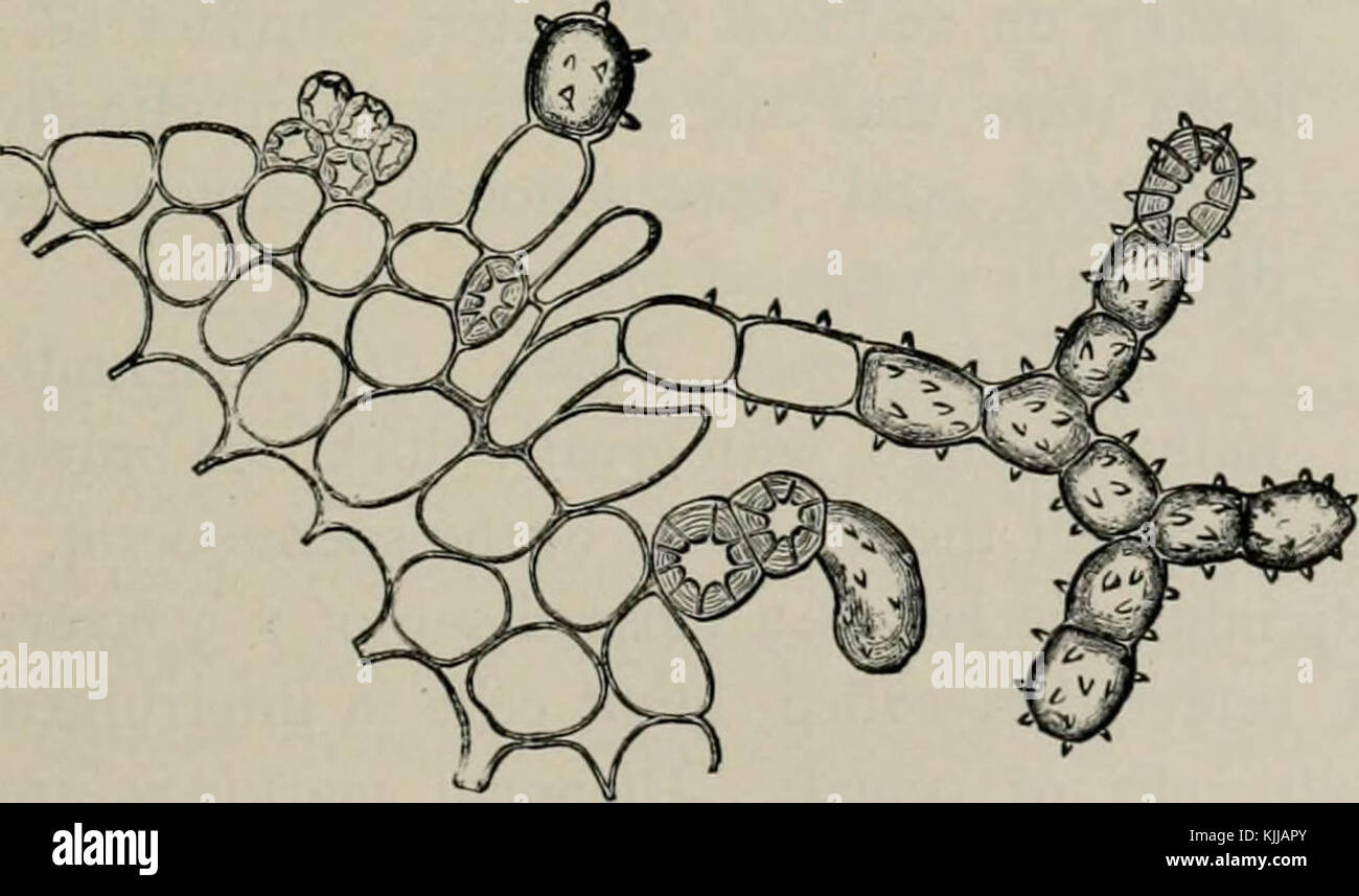 "The microscopy of vegetable foods, with special reference to the ...