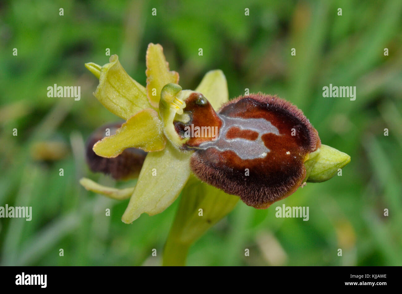 Early Spider Orchid "Ophrys sphegodes", Flowers April and May, Cliff ...