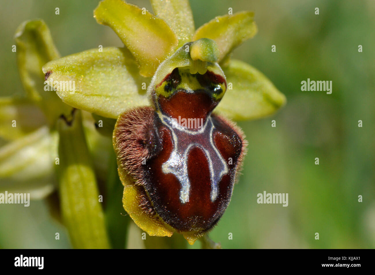 Early Spider Orchid "Ophrys sphegodes", Flowers April and May, Cliff ...