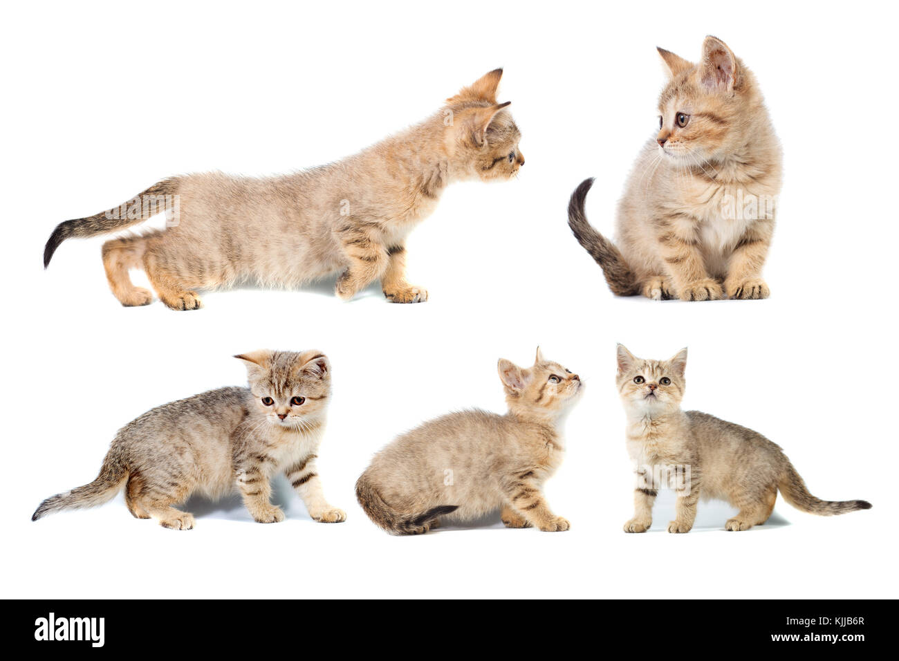 five kitty Scottish straight collage banner with copy space with place ...