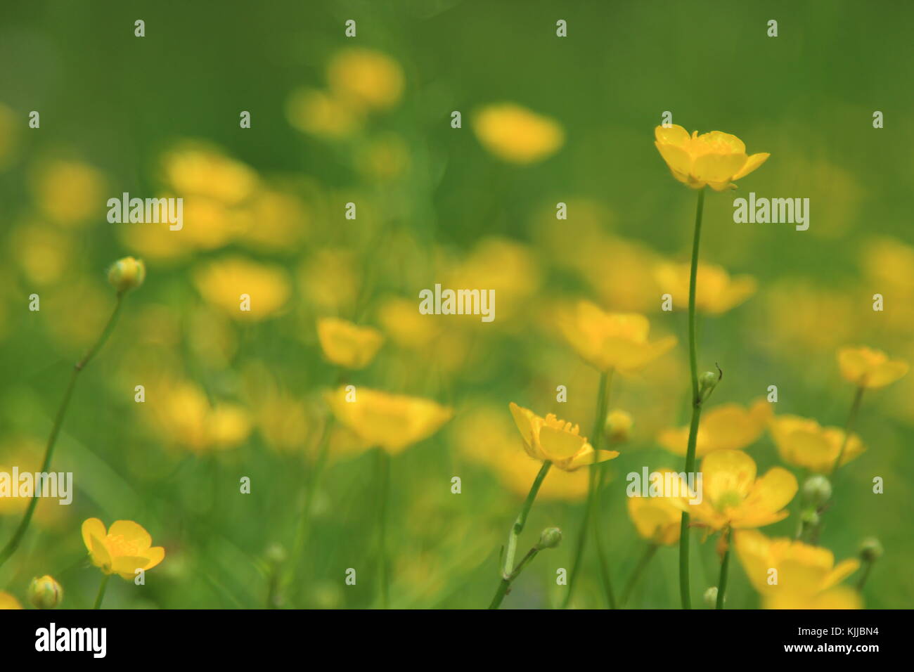Yellow flowers in greenfield Stock Photo - Alamy