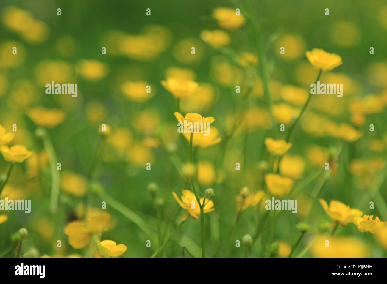 Yellow flowers in greenfield Stock Photo - Alamy