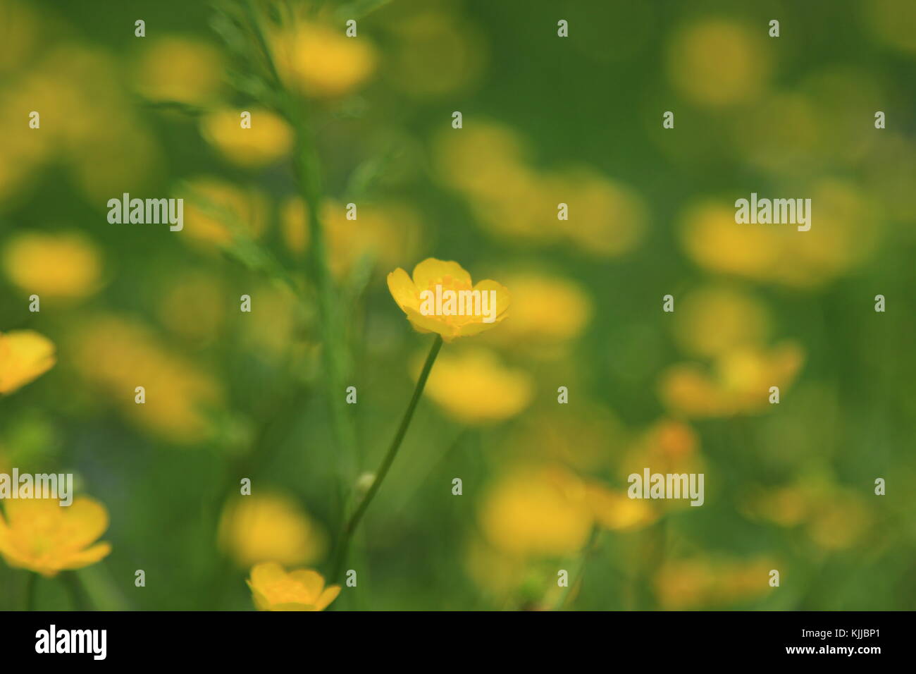 Yellow flowers in greenfield Stock Photo - Alamy