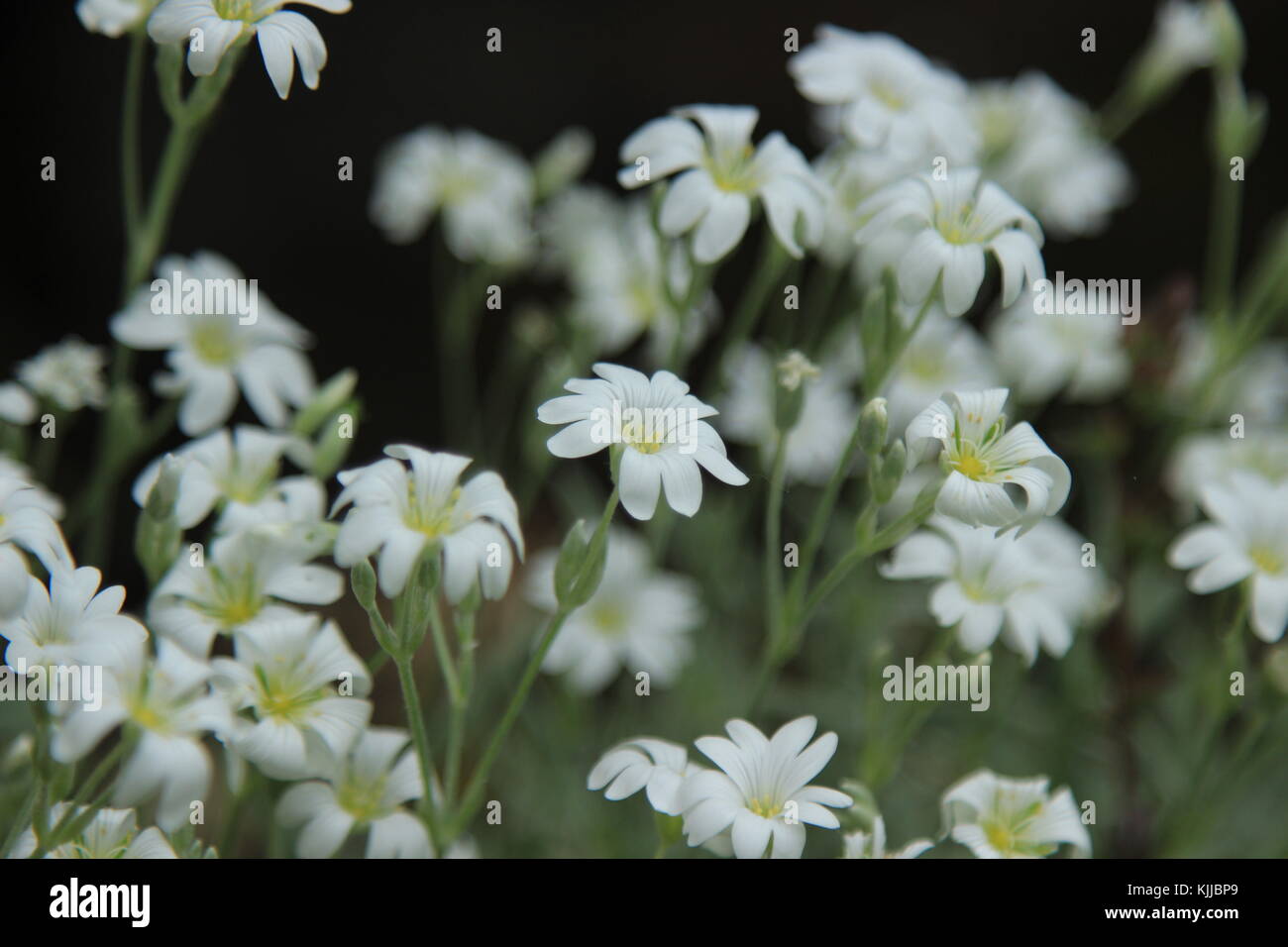 Greenfield grass hi-res stock photography and images - Alamy