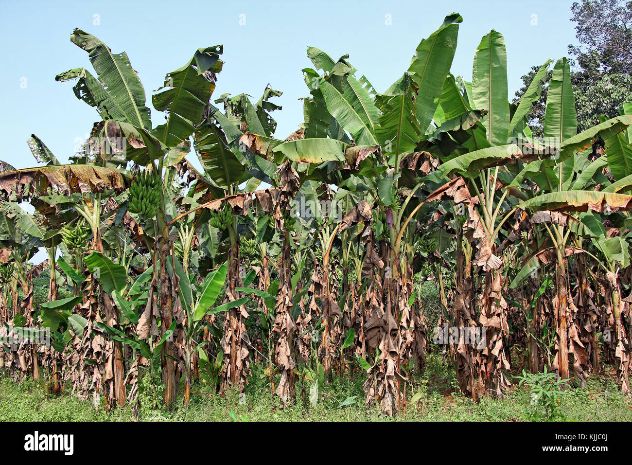 Kerala banana plantation with bunches of fruits in a farm in Kerala ...