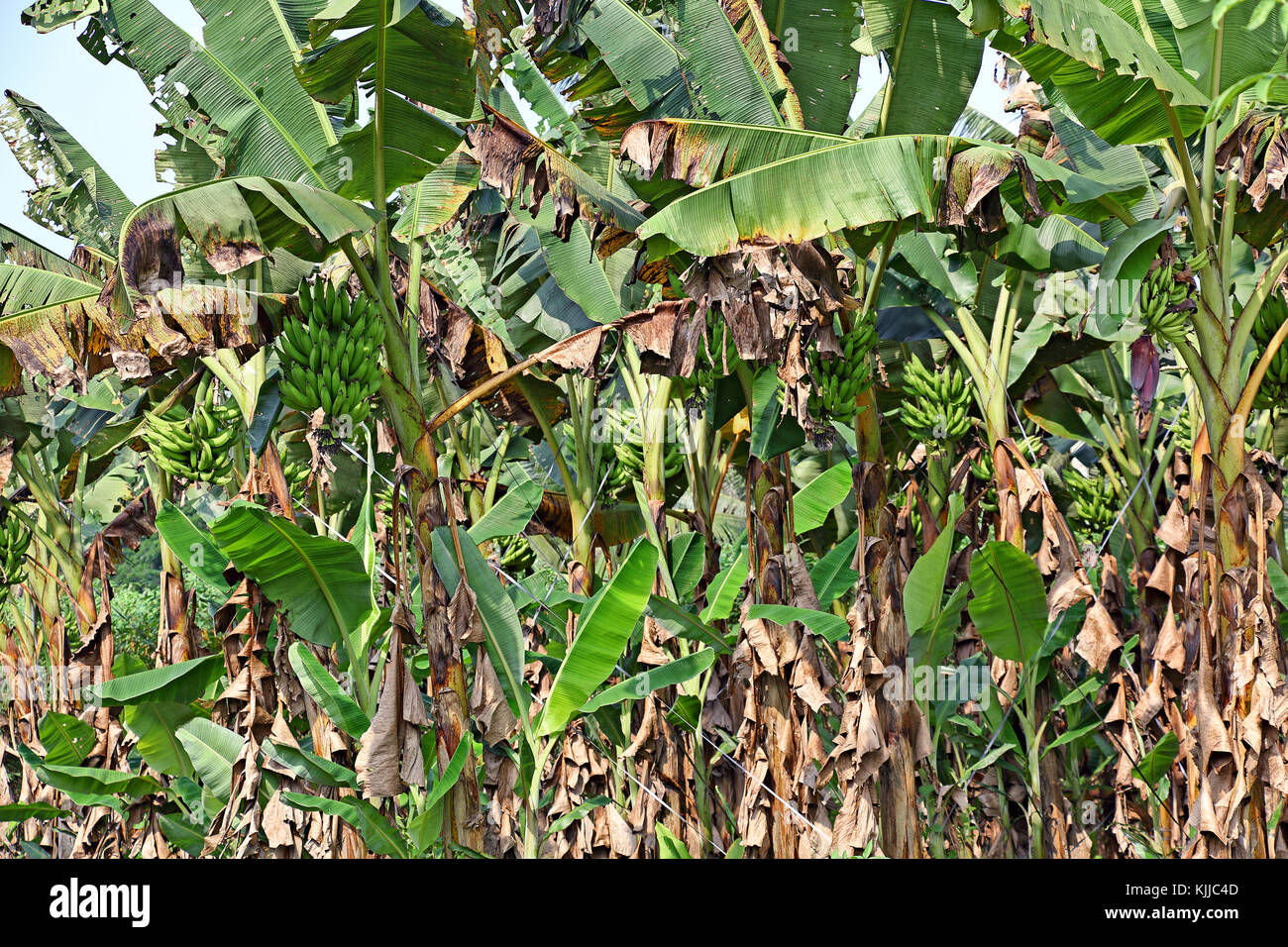 Kerala banana hi-res stock photography and images - Alamy