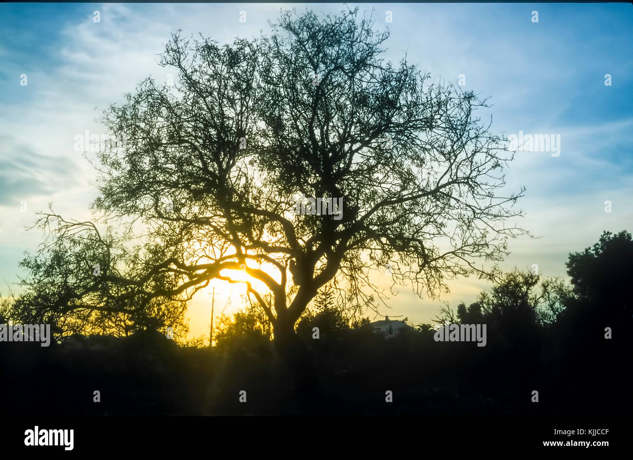Sunset behind tree Stock Photo - Alamy