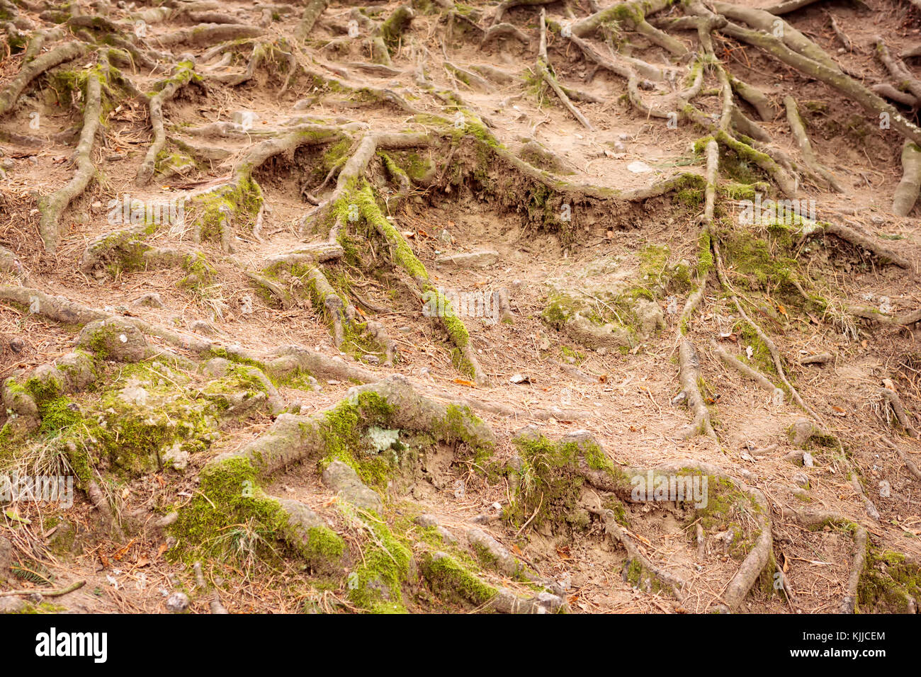 Tree roots with some moss Stock Photo - Alamy
