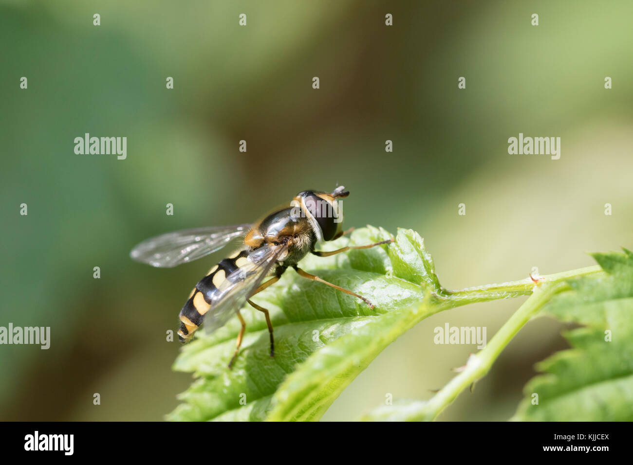Wildlife: Hover fly. (Syrphus ribesii Stock Photo - Alamy
