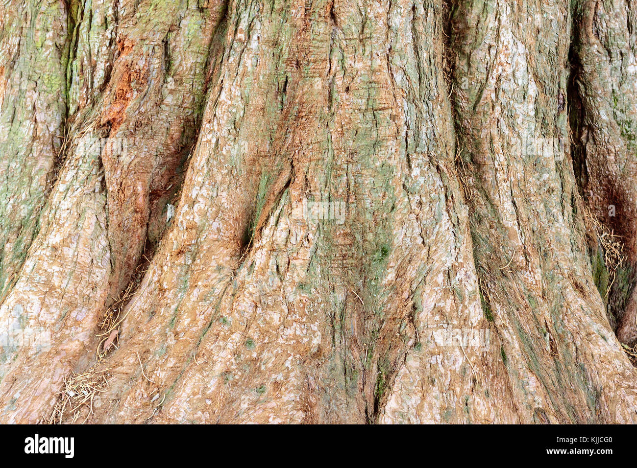 Old tree bark background Stock Photo - Alamy