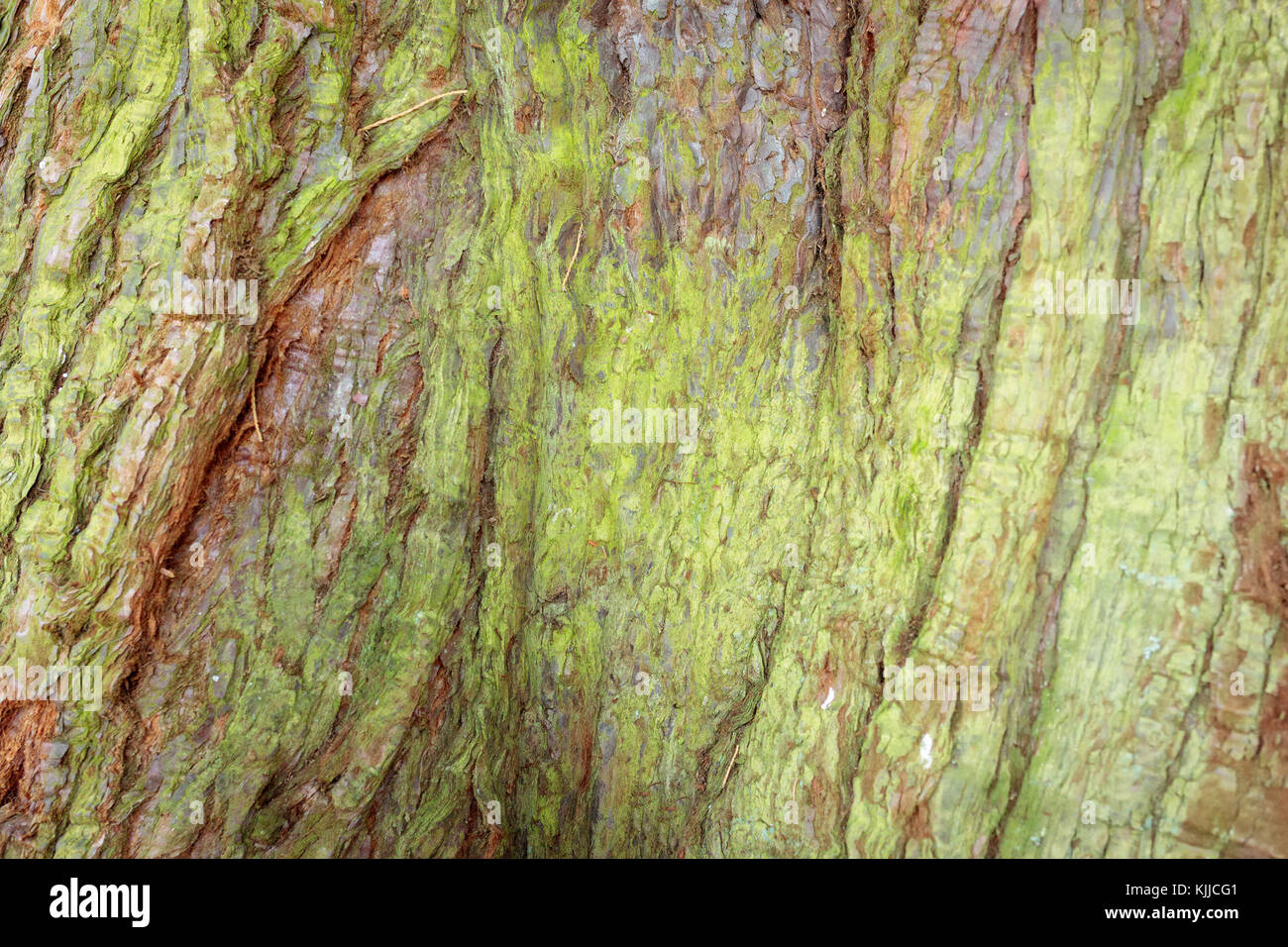 Old tree trunk texture Stock Photo - Alamy