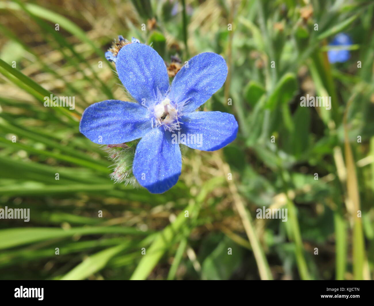 Insetti e insetti hi-res stock photography and images - Alamy